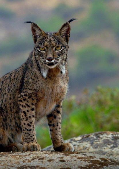 El lince ibérico, visto como nunca antes | MediaHub de la Fundación "la ...