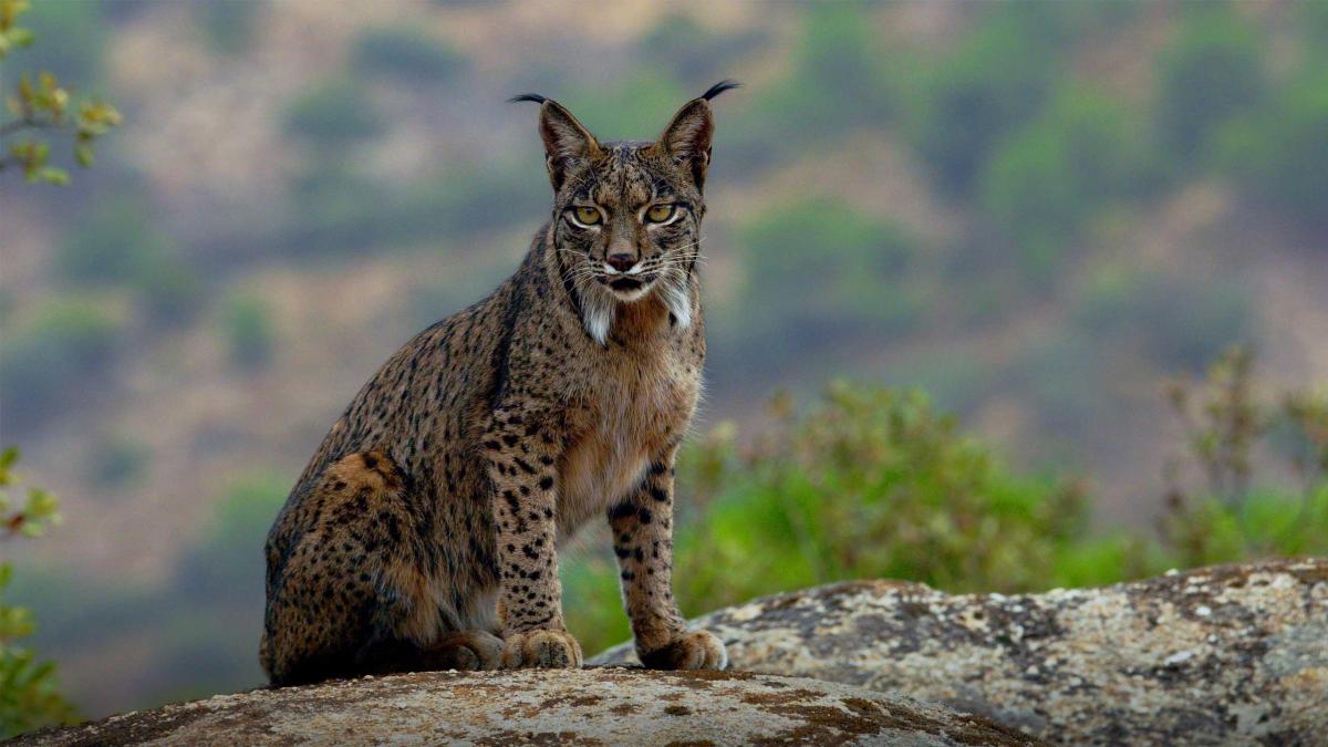 Iberian Lynx