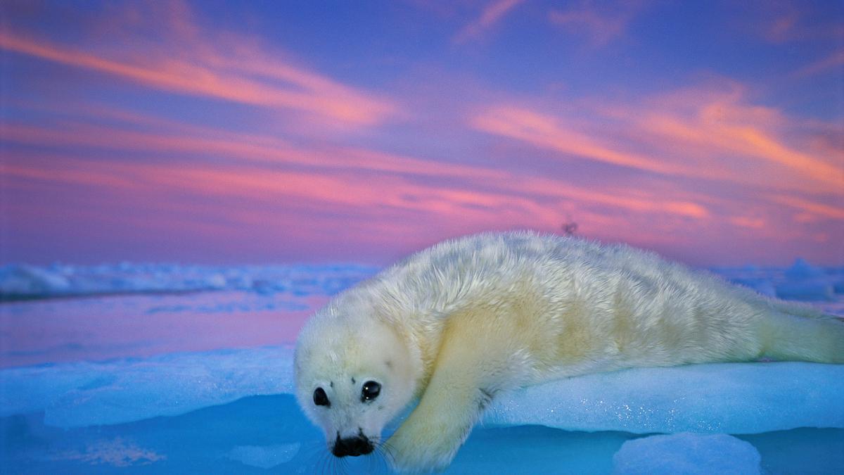 Mahón descubre el significado del color en el mundo en una exposición ...