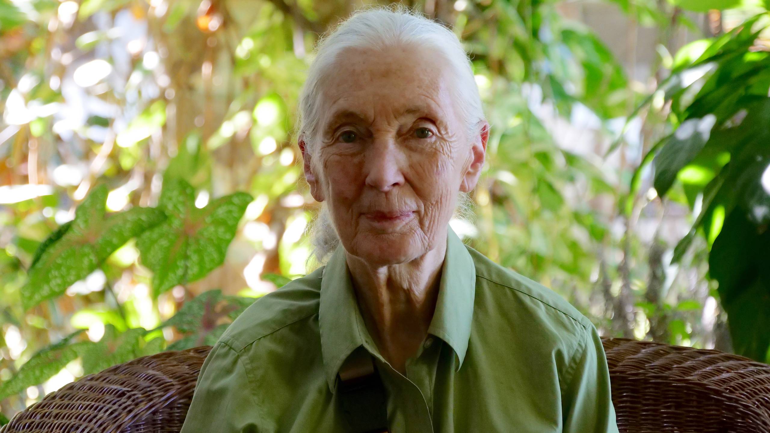 Un documental sobre la primatóloga Jane Goodall y dos excepcionales ...