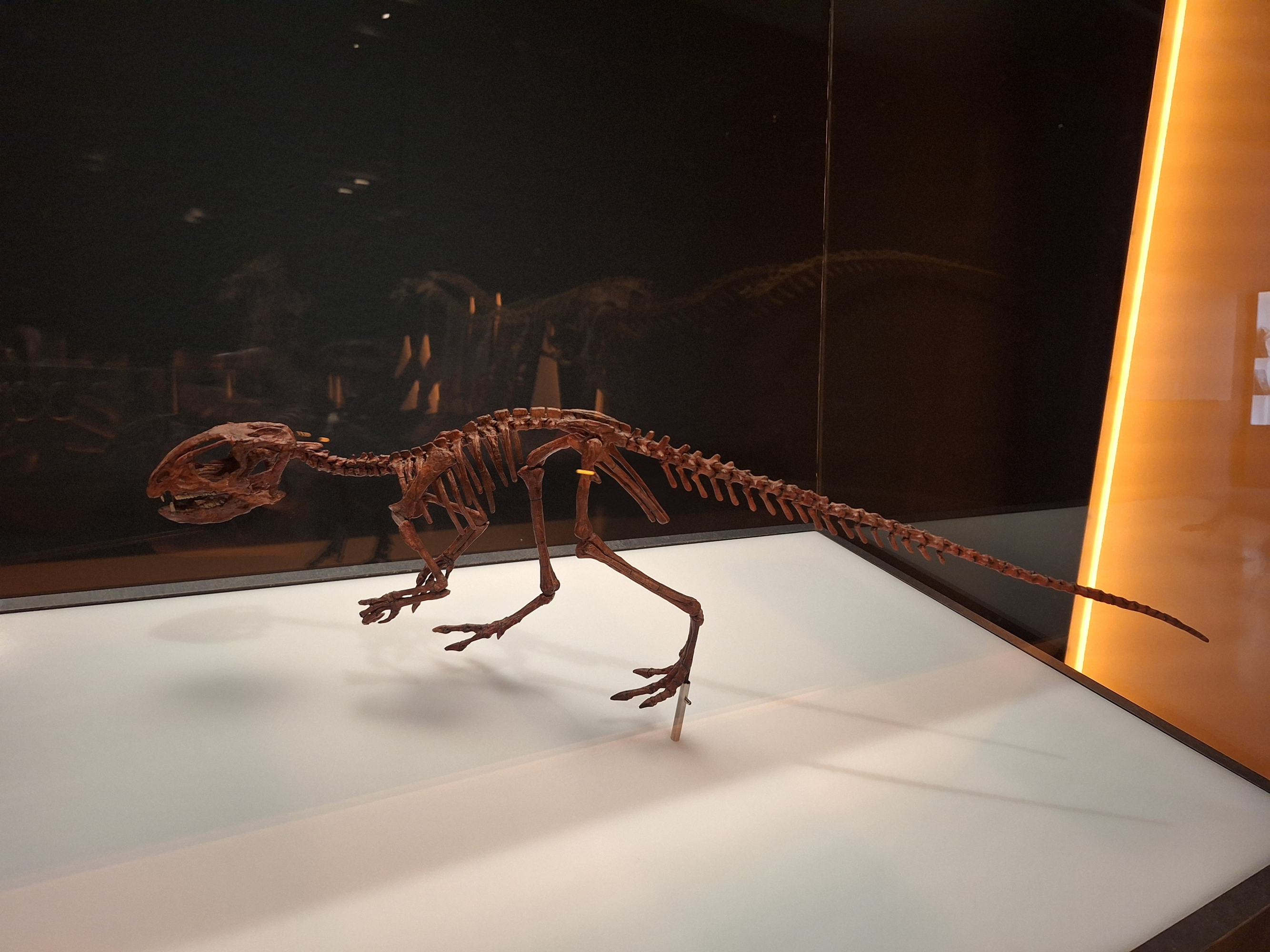 CaixaForum Madrid viaja a la Patagonia de la era mesozoica en su nueva ...